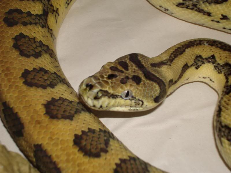 Jaguar Carpet Python. | Reptile Forums